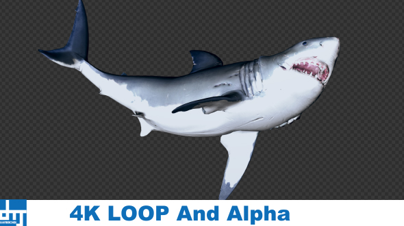 Shark Attack V5, Motion Graphics | VideoHive